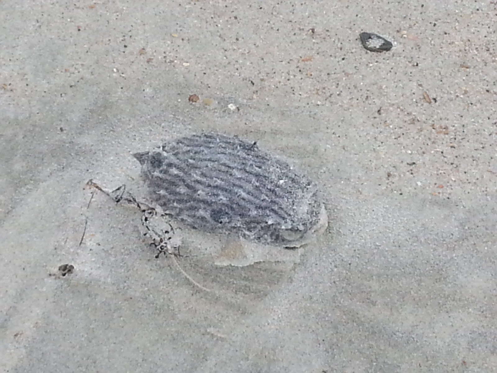 Ocracoke Island Journal: Blowfish, Puffer Fish, Sea Squab
