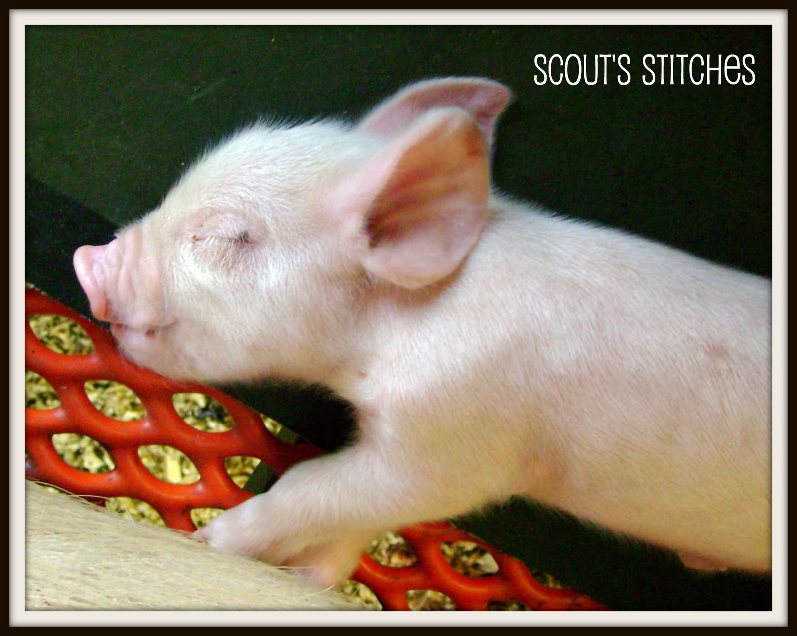 All The Joy: Cutest Thing Ever!!