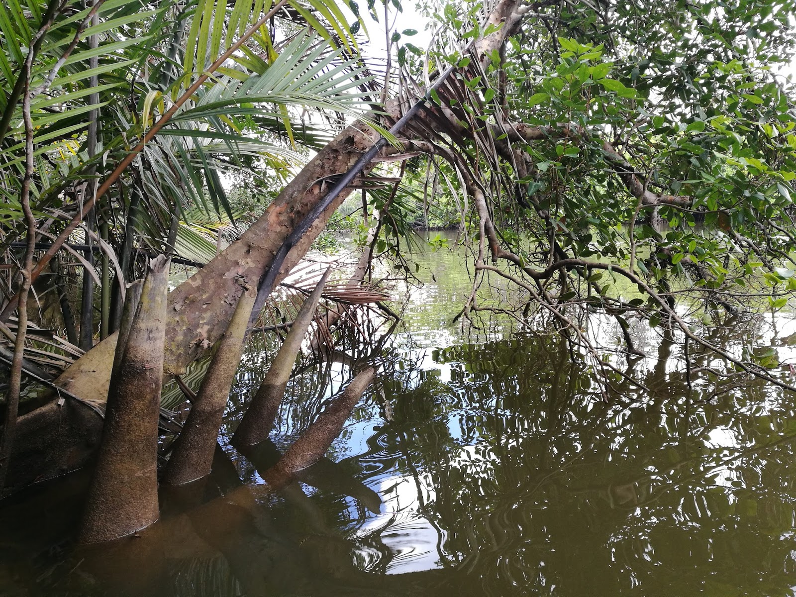 tom x lagi jinak.. : Tamu Kanai Sri GAnda