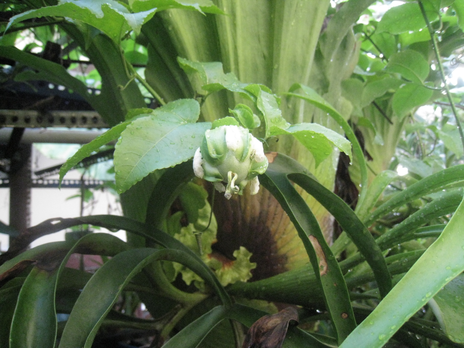 Pokok Buah Markisa a.k.a. Passion Fruit | Oven Comei Saya...