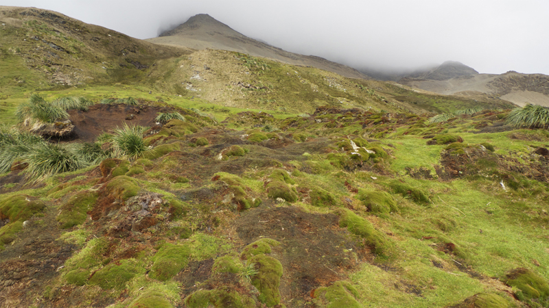 The Oldest Living Things in the World: A final missive from Antarctica ...