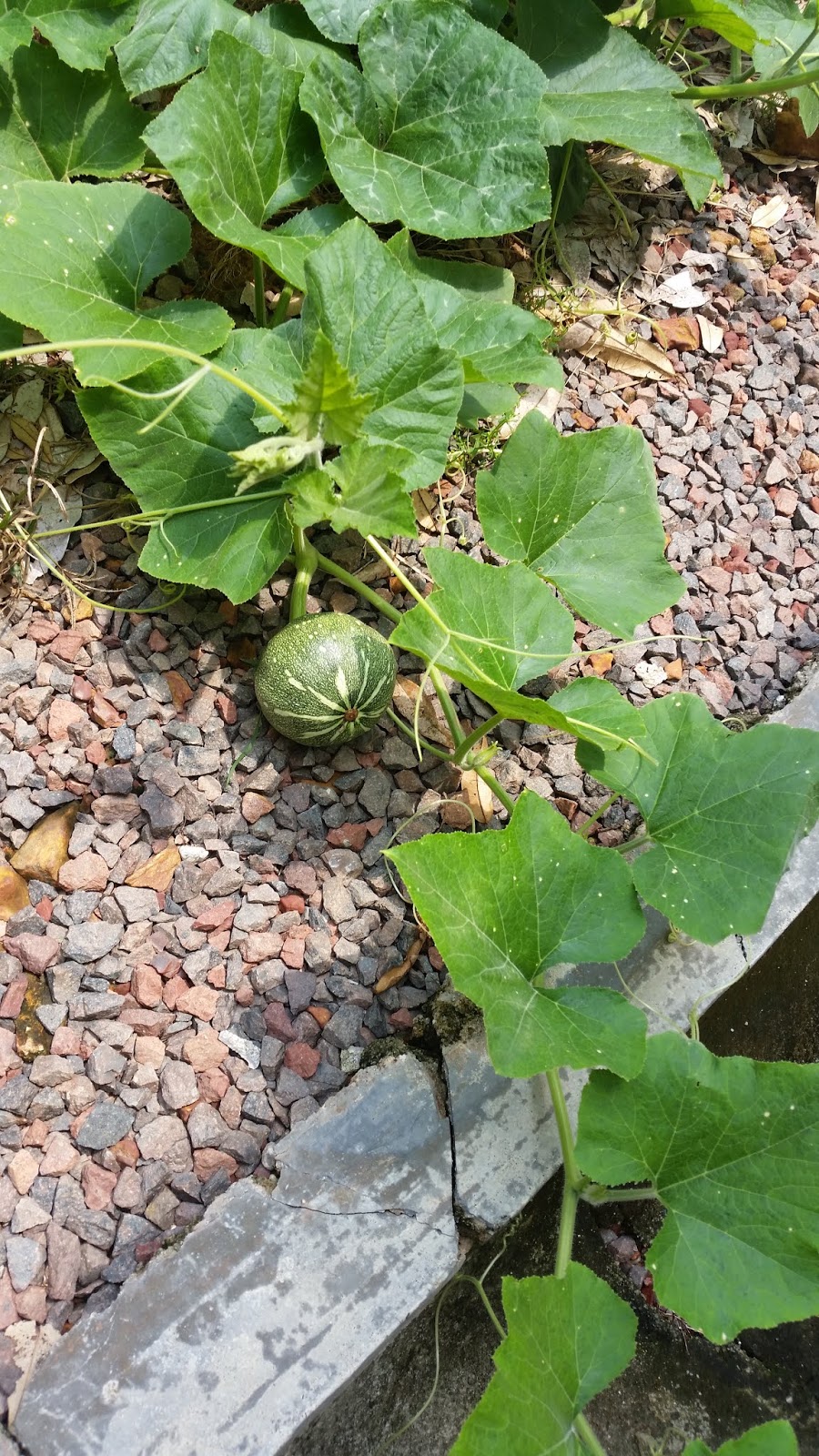 Warisan Petani: Pokok Labu Belakang Rumah
