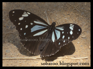 සොබා රූ: දුටු නුදුටු සමනළ ලෝකය... 2 කොටස