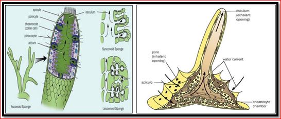 Phylum Porifera - Geologi Notes