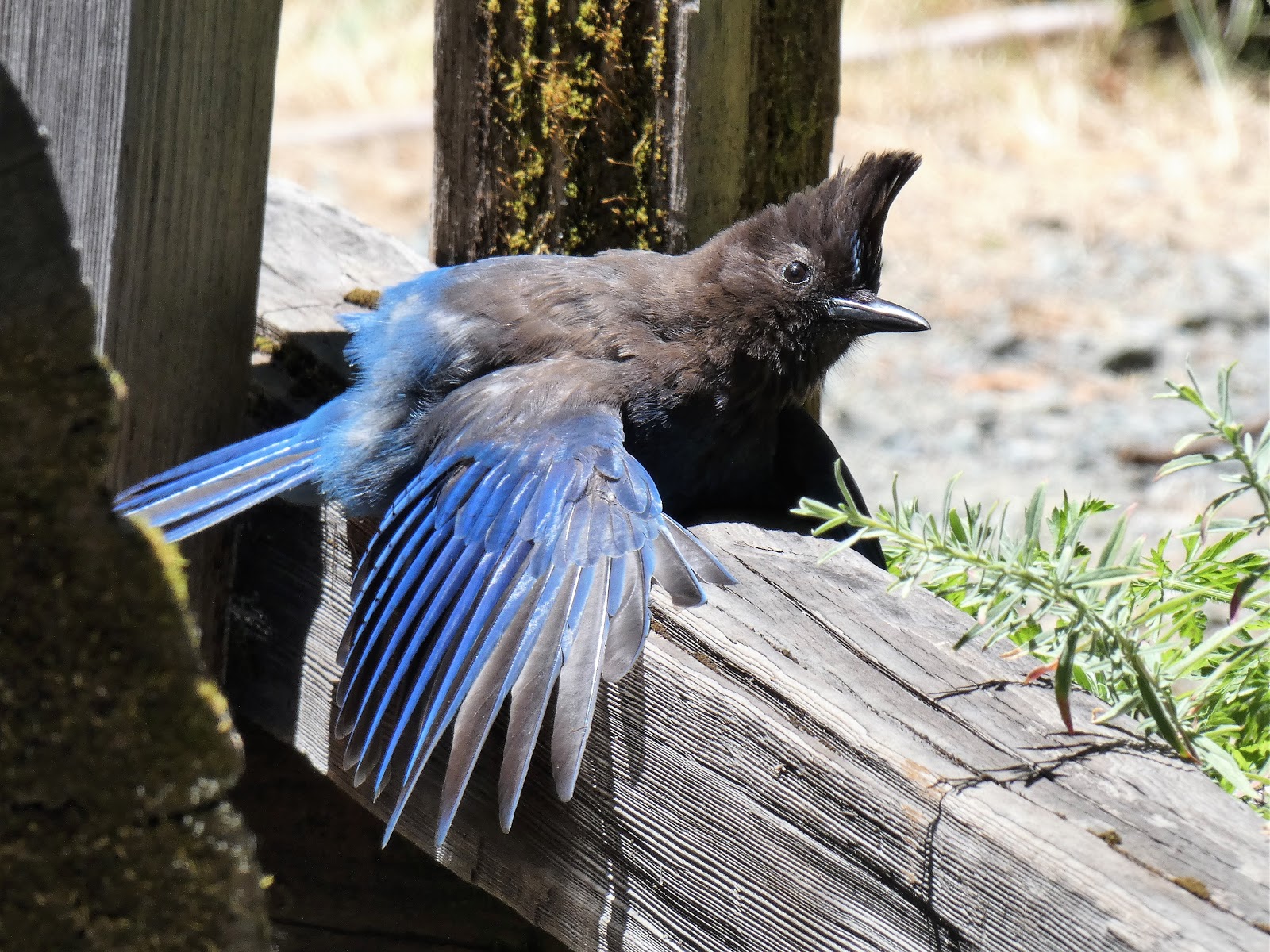 Geotripper's California Birds: Steller's Jay "Anting" at Humboldt ...