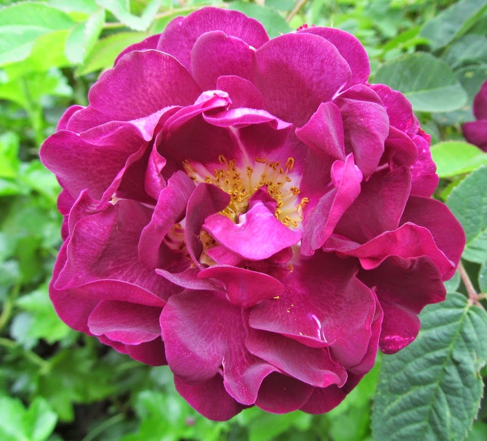 Weeding on the Wild Side: Continuous bloom: roses, geraniums, plus June ...