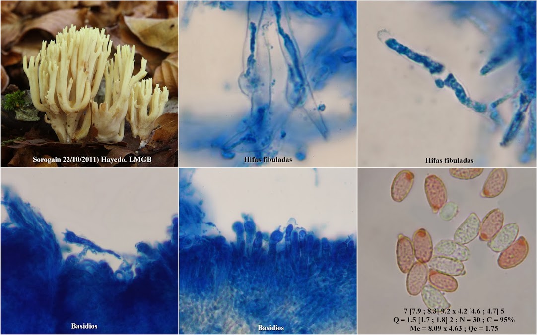 Microscopía de hongos. Vol 4. O - R: Ramaria stricta