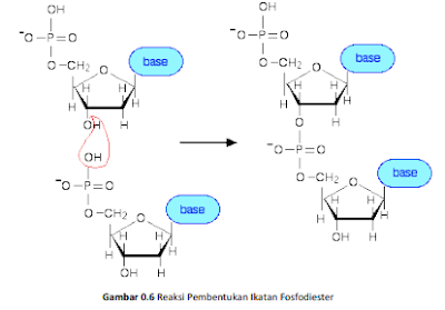 8th: Reaksi-Reaksi Spesifik Pada Nukleotida - CHEMISTRY DAILY