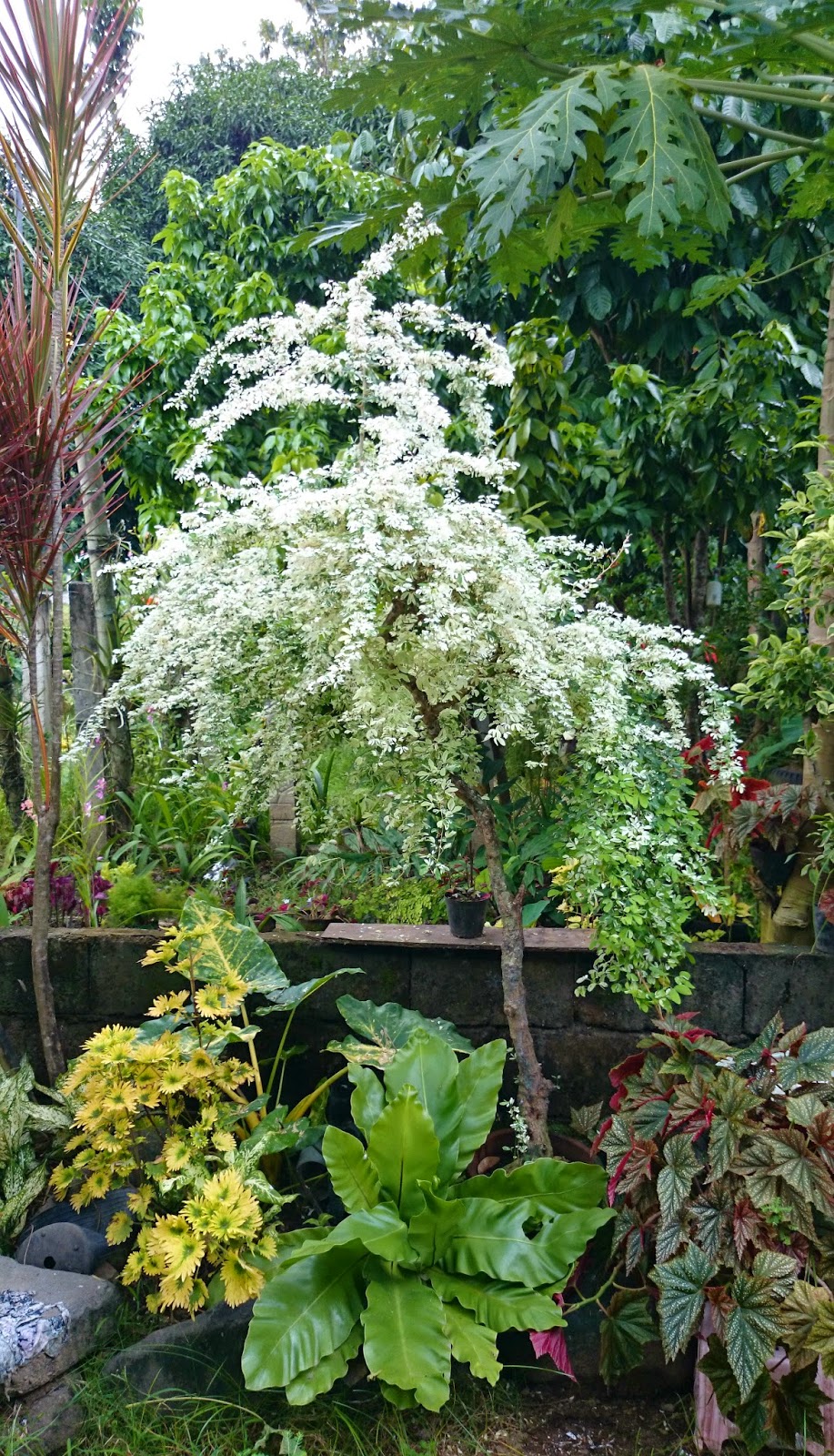 engels secret garden . . .: Pithecellobium dulce "variegated" Tamarind ...