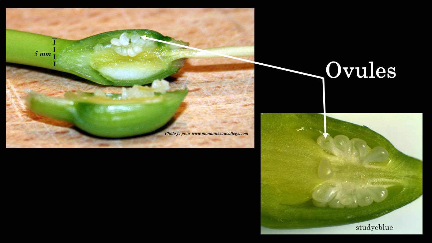 Le labo d'Anissa - SVT: Chapitre 3 : La colonisation d'un milieu par ...