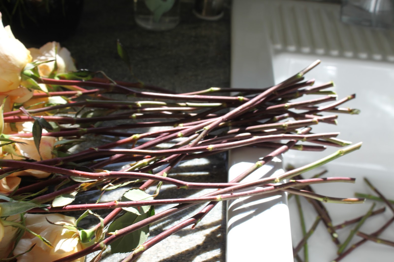 life collection: Roses two ways- Part one