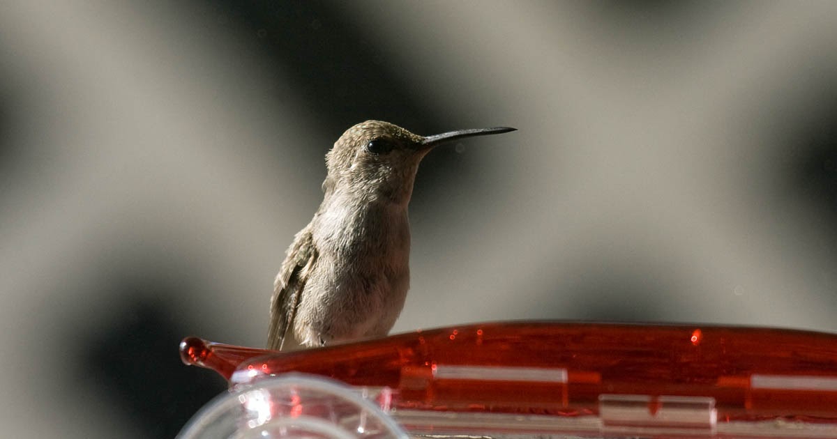 A Costa's Hummingbird at my window - Greg in San Diego