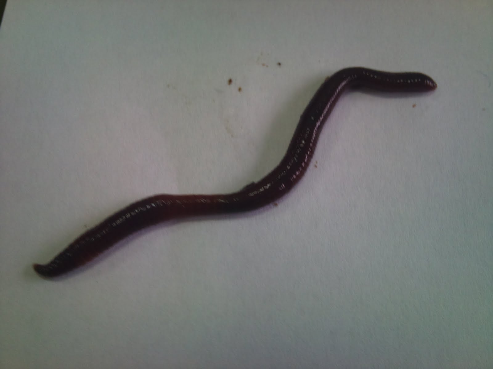 Lombriga Vermella de California