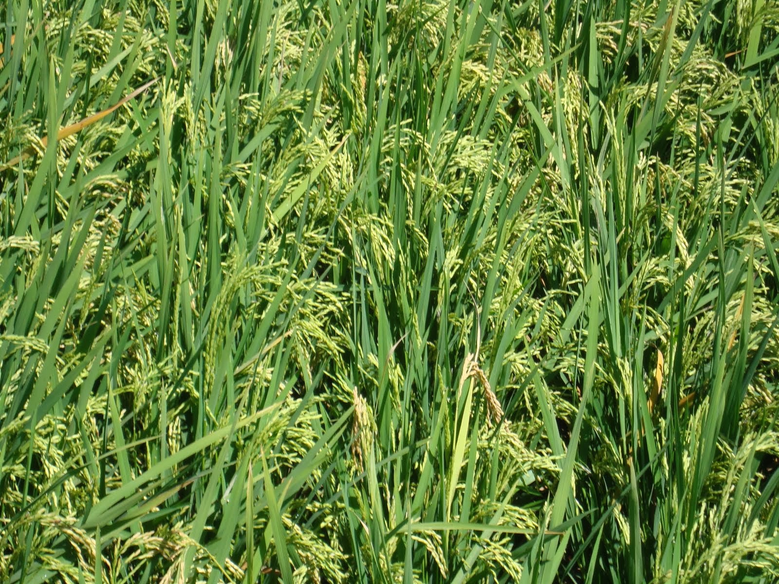 MAISHA NA MAFANIKIO: NIMEOTA NDOTO KUWA NIPO LUNDO NA KINGOLI KWENYE ...