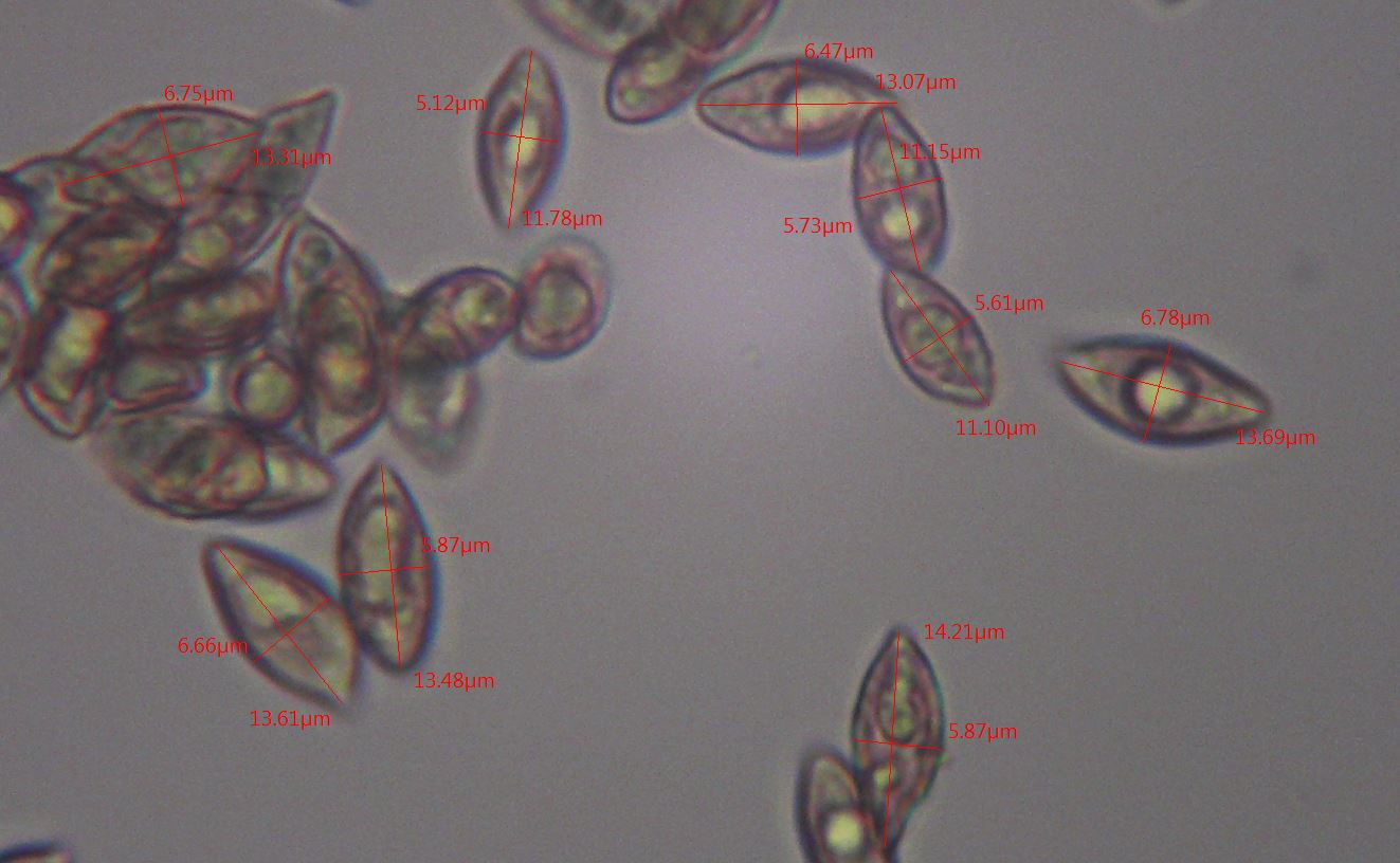 Misidentifying Fungi: 2017