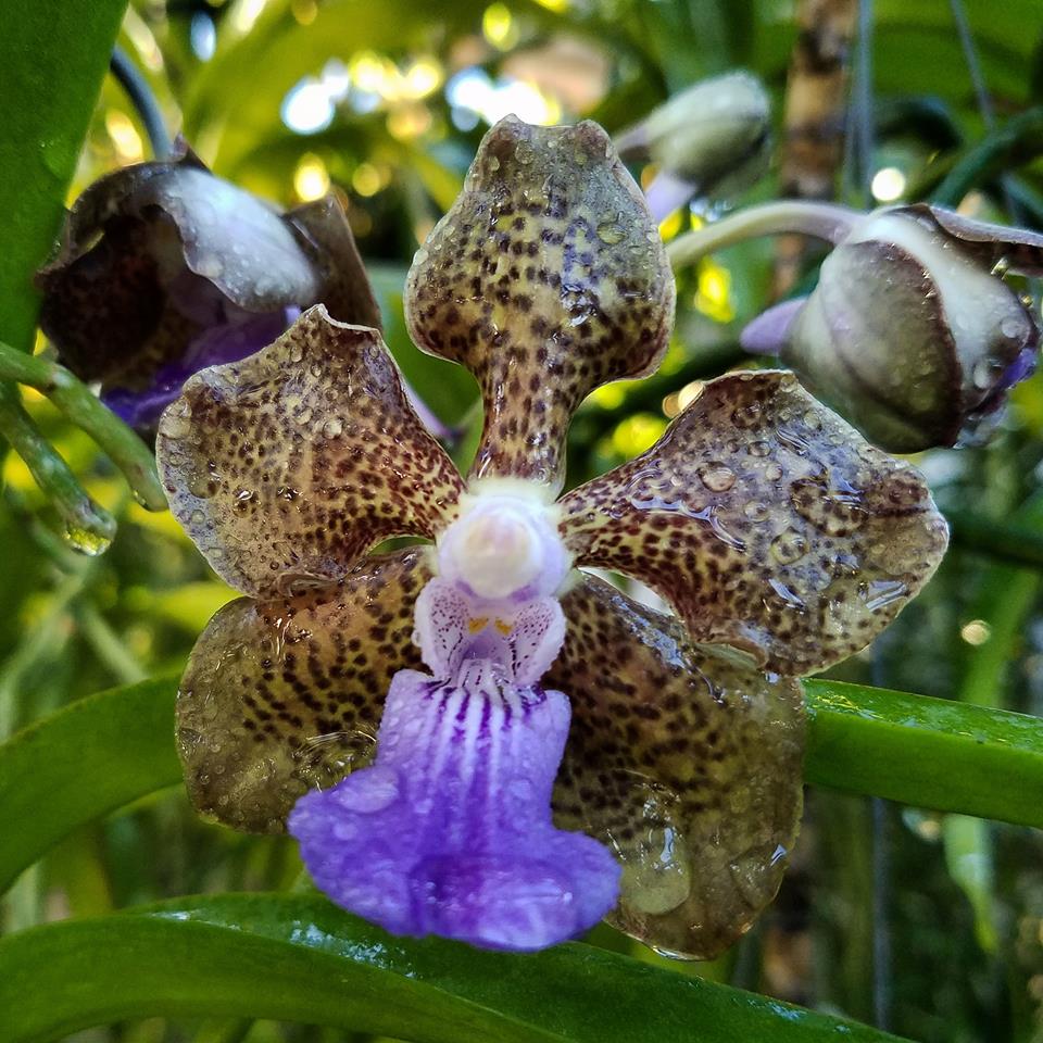 Orchid Boom - World of orchids: Vanda Mimi Palmer x insignis