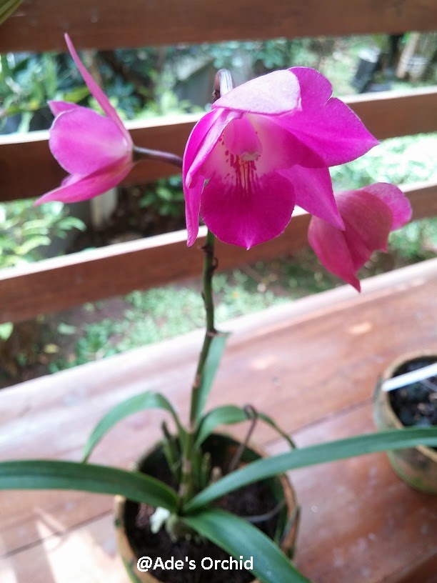 Ade's Orchid: Cattleya Cookara Tropical Snowflake "Shin Shin 5"