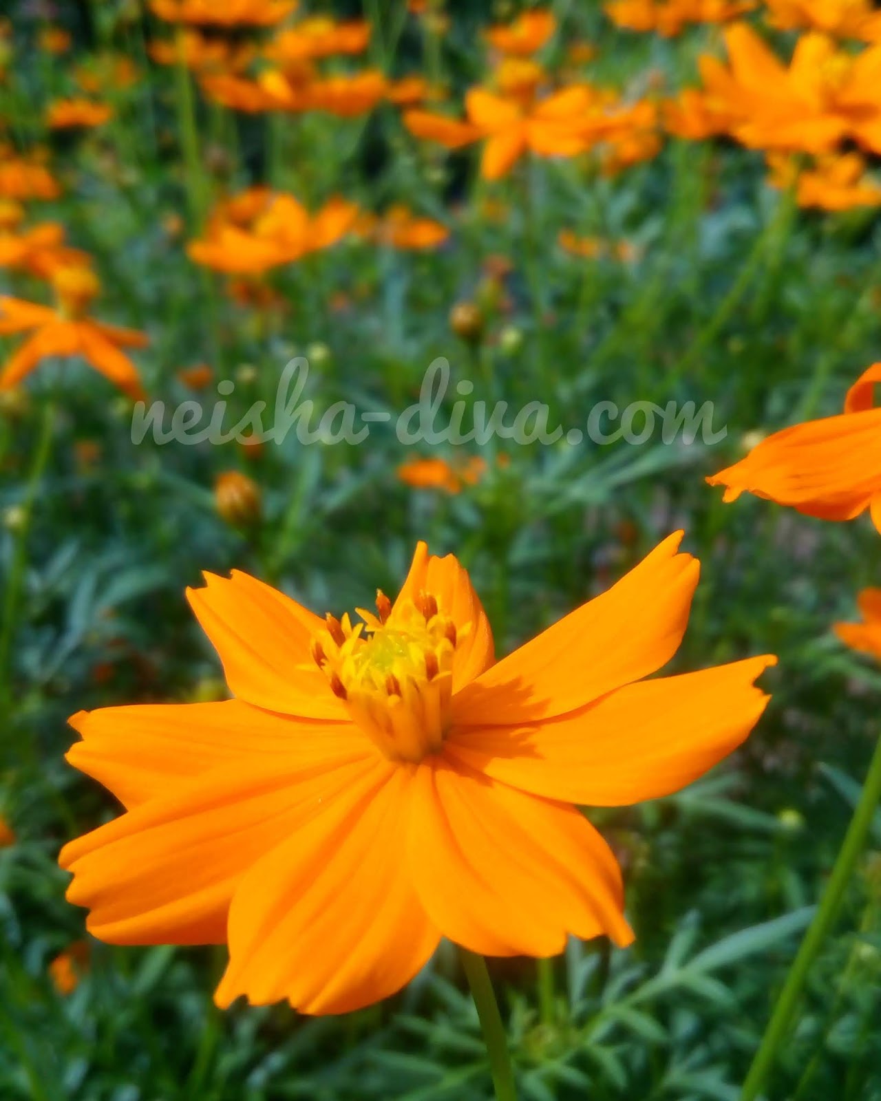 Rumah Bunga Neisha: BUNGA Cosmos, Cocok Mengisi Halaman Penuh Bunga ...