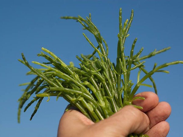 TTS Onde o Tejo se faz ao mar: Visita de estudo às Salinas do Samouco