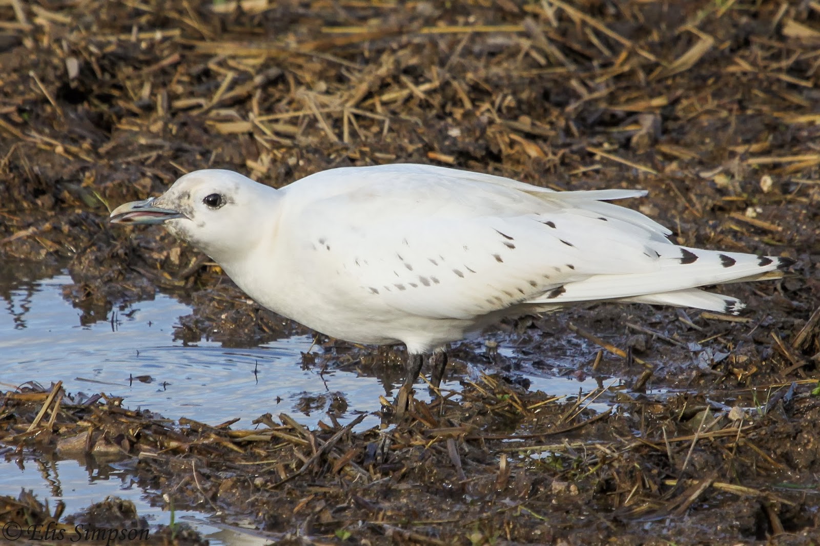 Rick Simpson Birding: Ivory Gull in East Yorkshire.