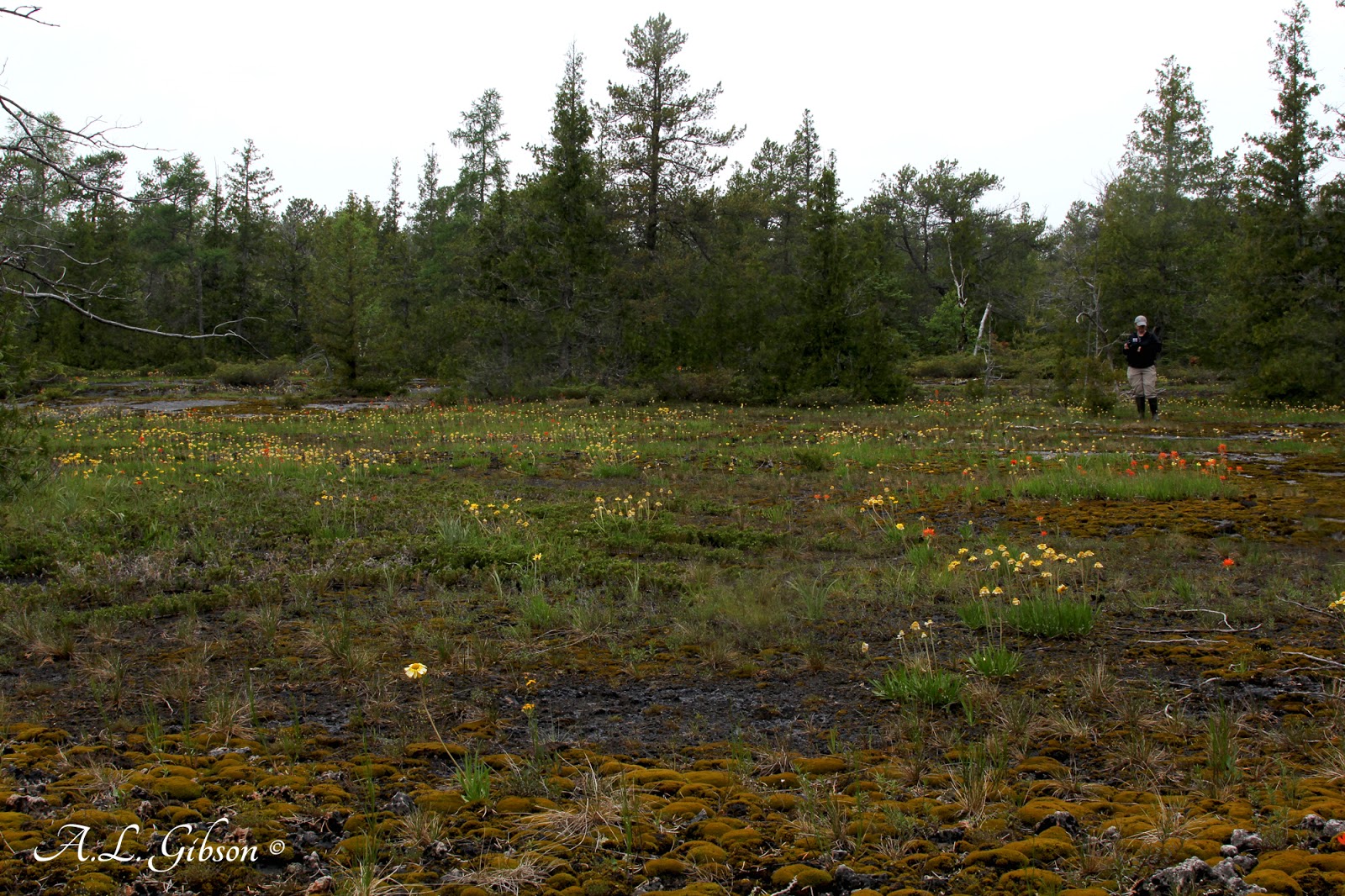 The Buckeye Botanist: The Bruce Peninsula Part VI: An Alvar Wonderland