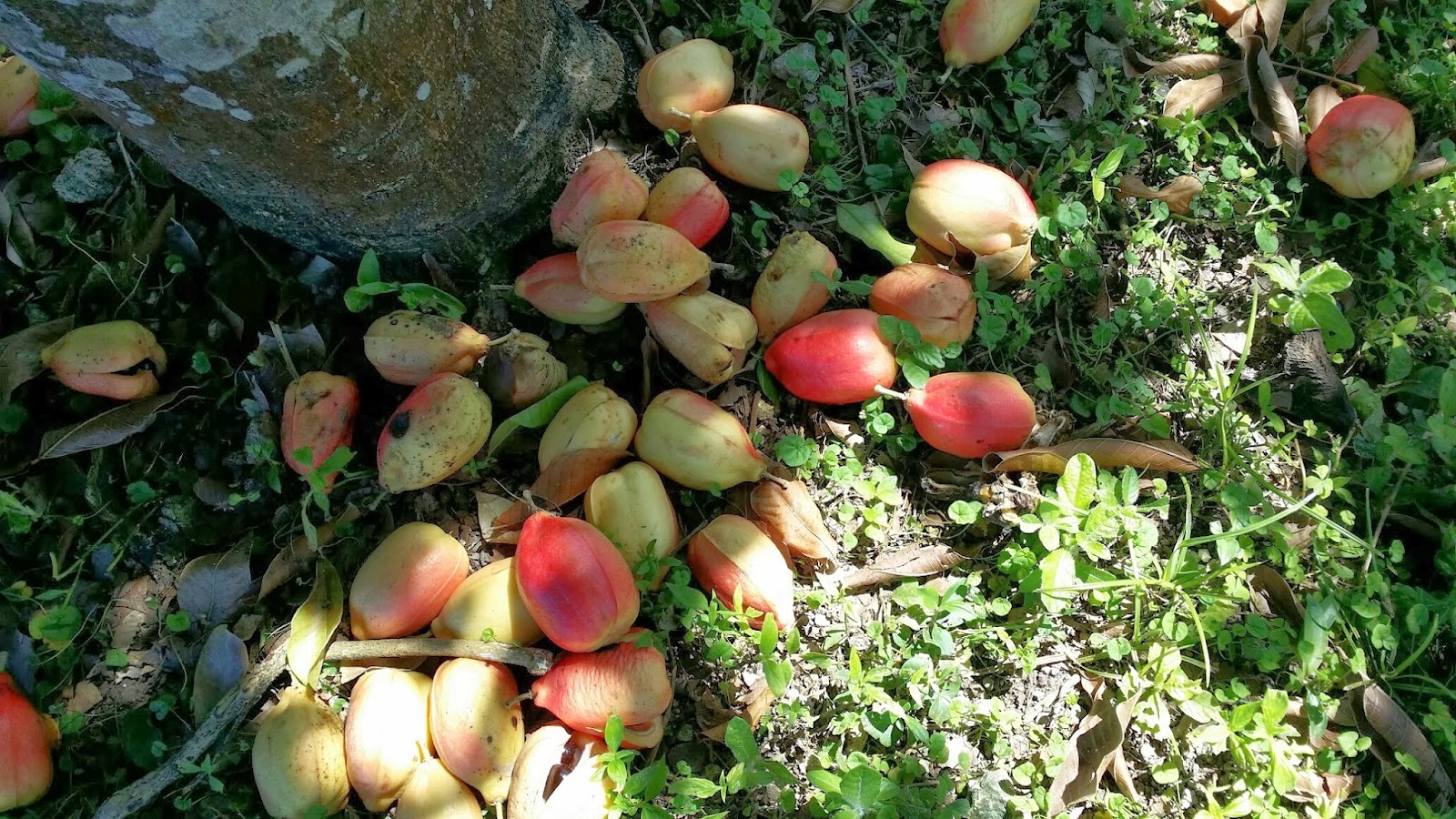 TARA DILLARD: Ackee Tree: Fruit in Design