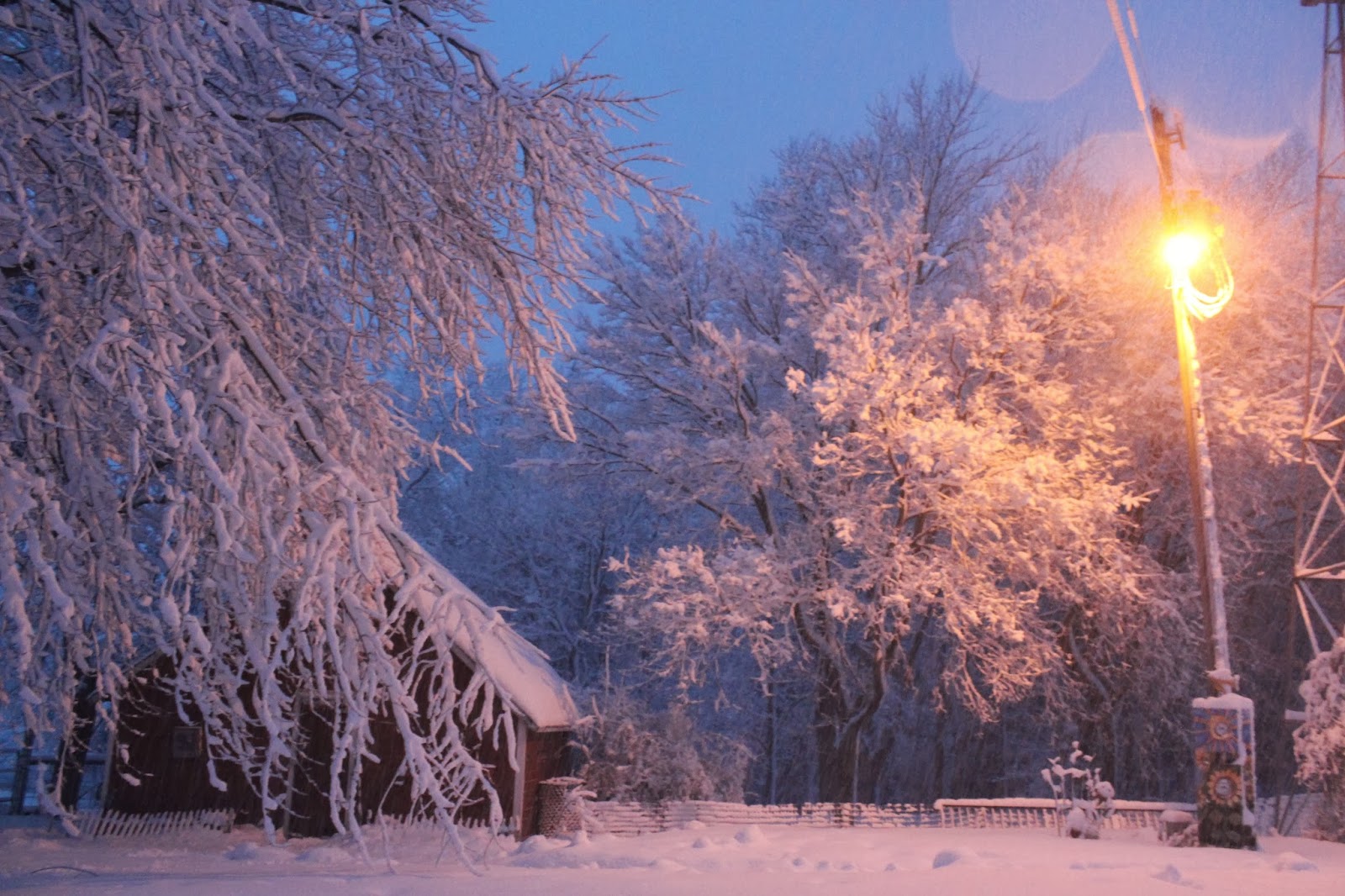 Squash Blossom Farm: Beautiful Blizzard