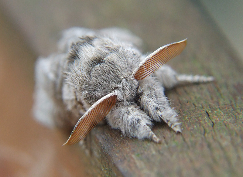 VENEZUELAN POODLE MOTH photos - wallpapers (ανανεωμένο) | the fun bank