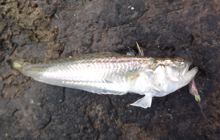 Mission Impossible : To catch 100 species of saltwater fish from ...