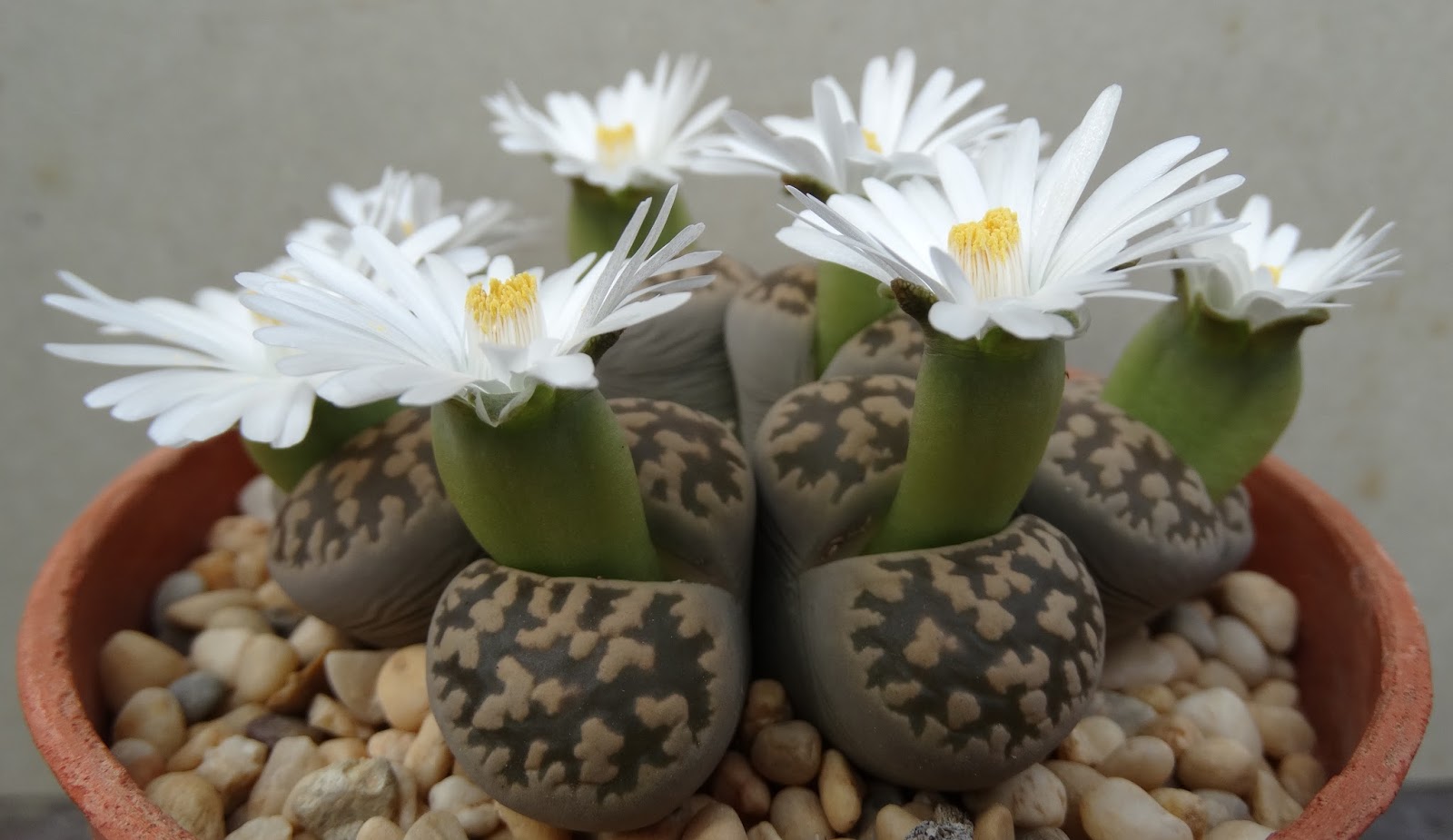 Succulent Sundae: LITHOPS KARASMONTANA 'BELLA'