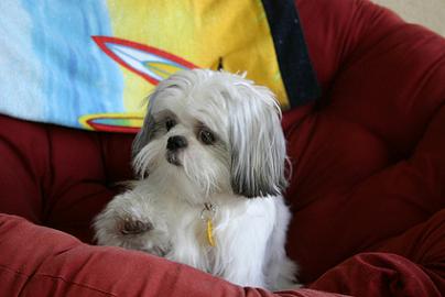 All Things Shih Tzu: Doggy Day Care for Your Dog