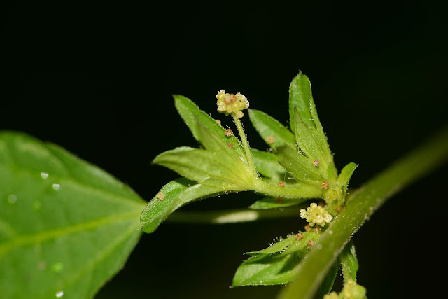 Indiana Plant A Day: Common Threeseed Mercury