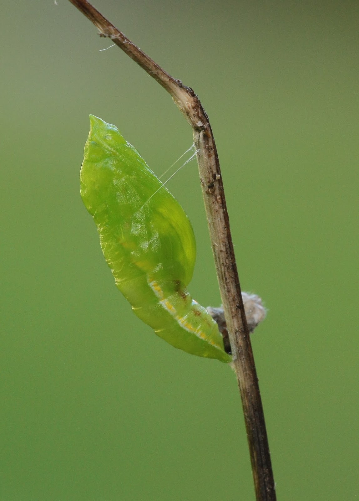 Butterflies of the UK. an insight into their lives: Clouded Yellow ...