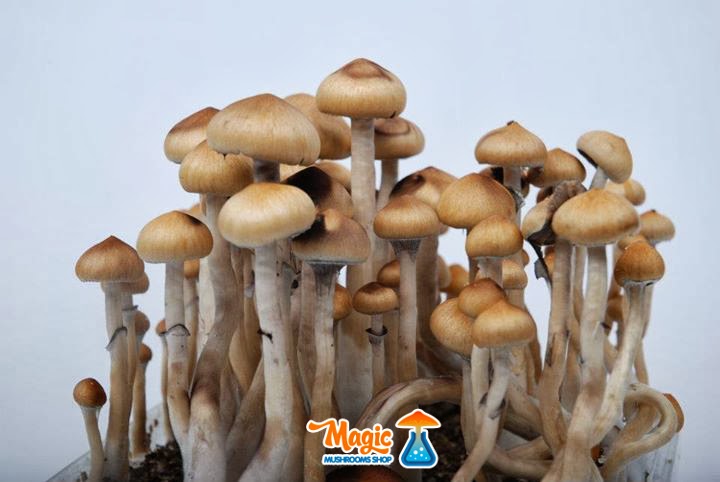 The Magic Mushrooms Shop: Paddo kweeksets: Paddo kweekset bestellen