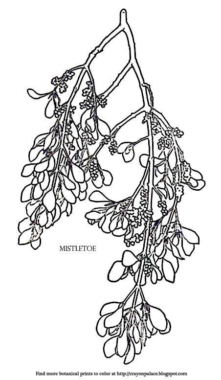 Mistletoe Coloring Pages For Adults Coloring Pages