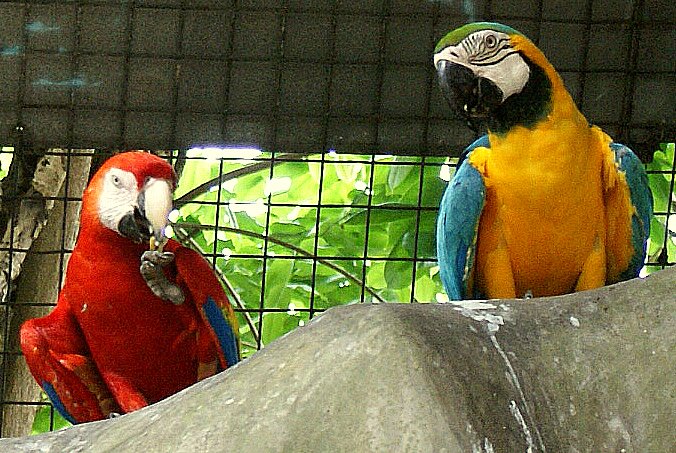 Discover-SriLanka: SRI LANKA - COLOMBO ZOO [ MACAW ]