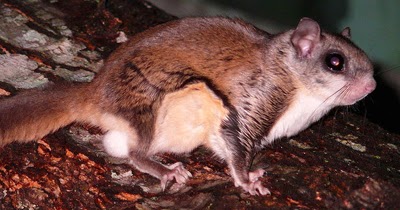 Synapsida: Stressed Out Squirrels