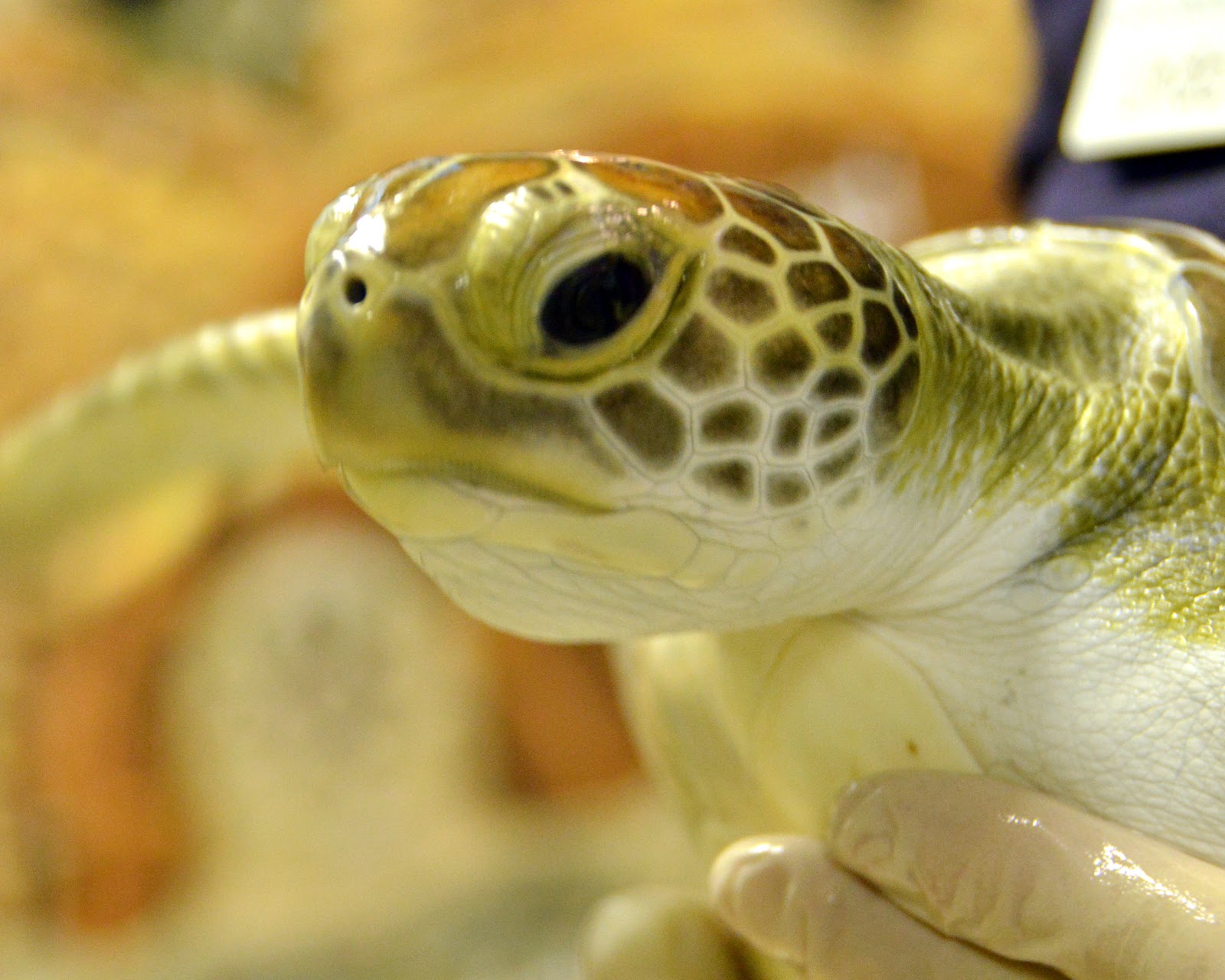 Sea Turtle Hospital: Sea Turtles "Bulls Bay" and "Mini Ming" Get Released!