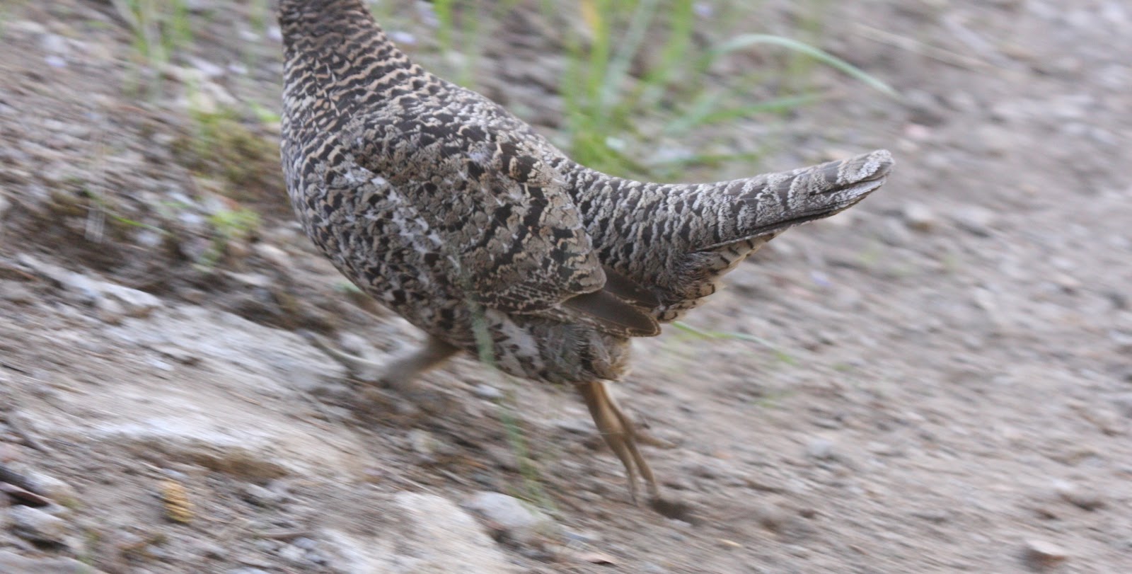 Such-n-Such Bird Blog: California Wanderings, Part 10: Kings Canyon and ...