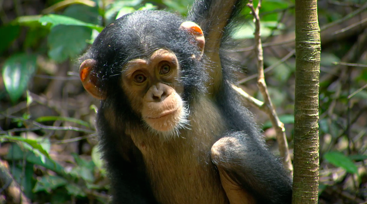 The Voracious Filmgoer: Chimpan-A to CHIMPANZEE