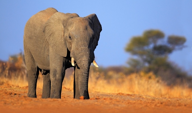 En Güzel Hayvan Resimleri, Değişik Hayvan Resimleri
