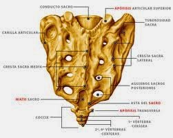 ANATOMÍA Y FISIOLOGÍA HUMANAS: SISTEMA MÚSCULO ESQUELÉTICO: El sacro y ...