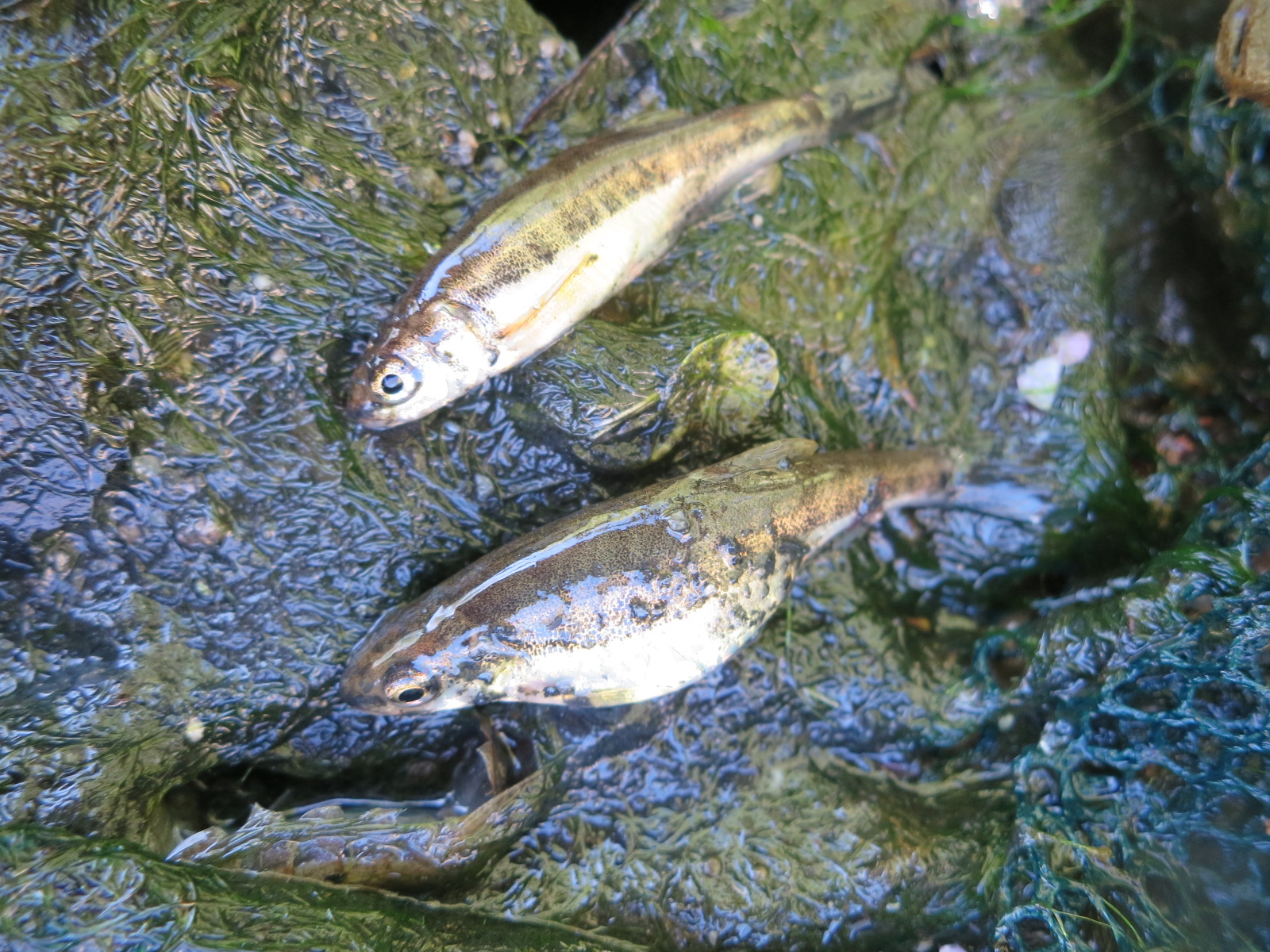 La Natura a la Baixa Tordera: El Barb roig (Phoxinus bigerri) s'escampa ...