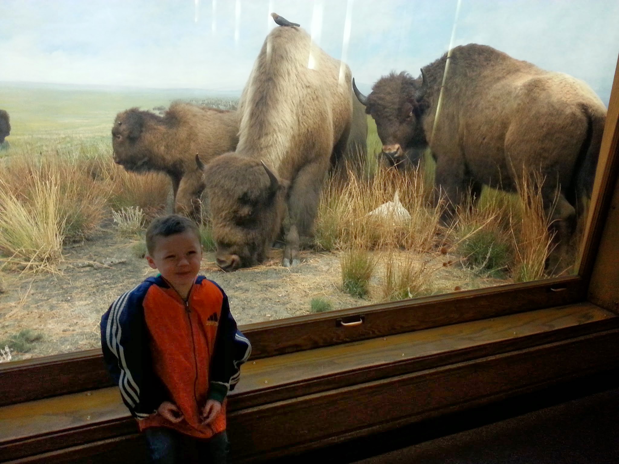 Buffalo Museum of Science﻿, NY - The Western New Yorker