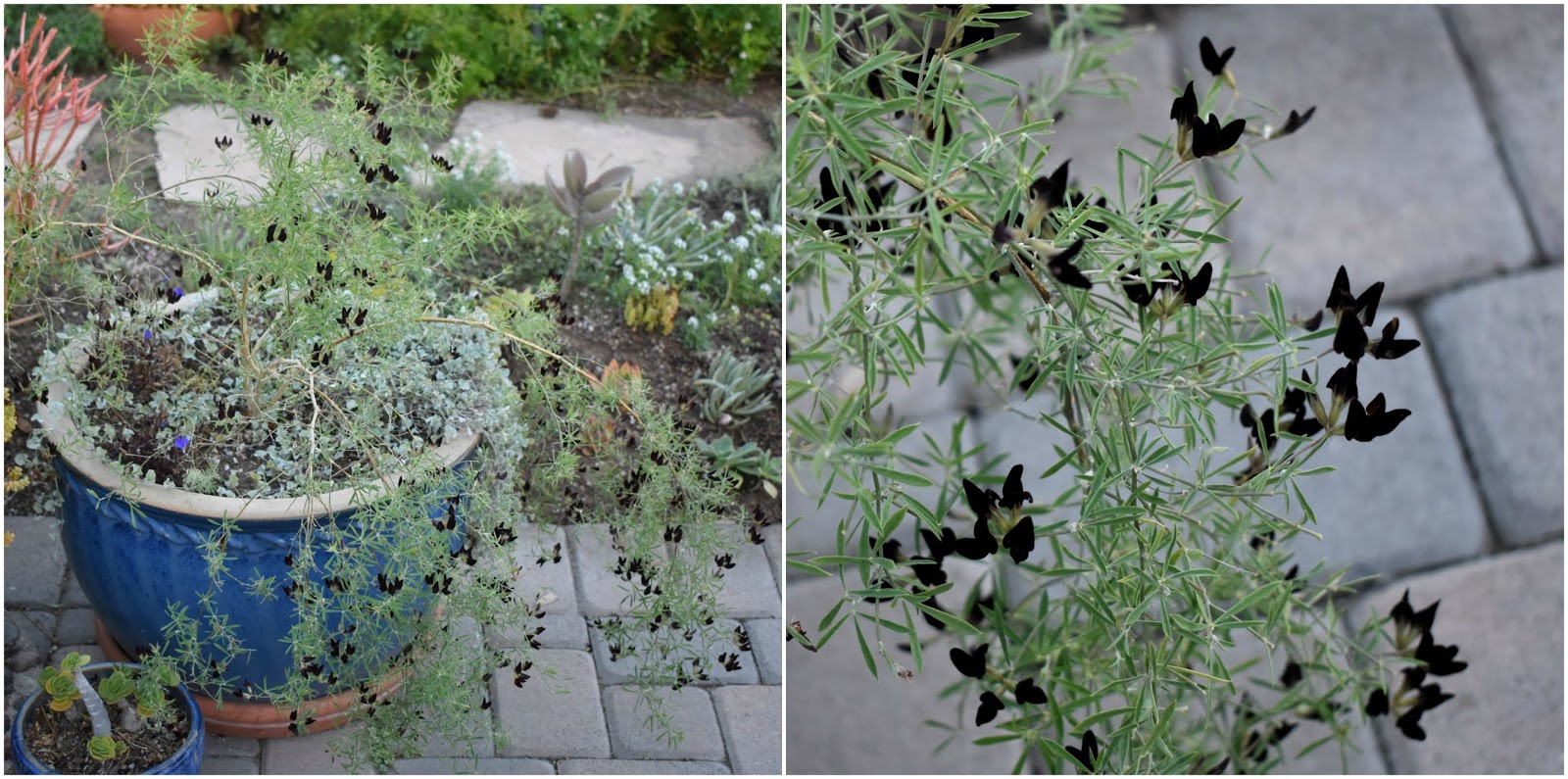 Late to the Garden Party: Bloom Day - December 2017