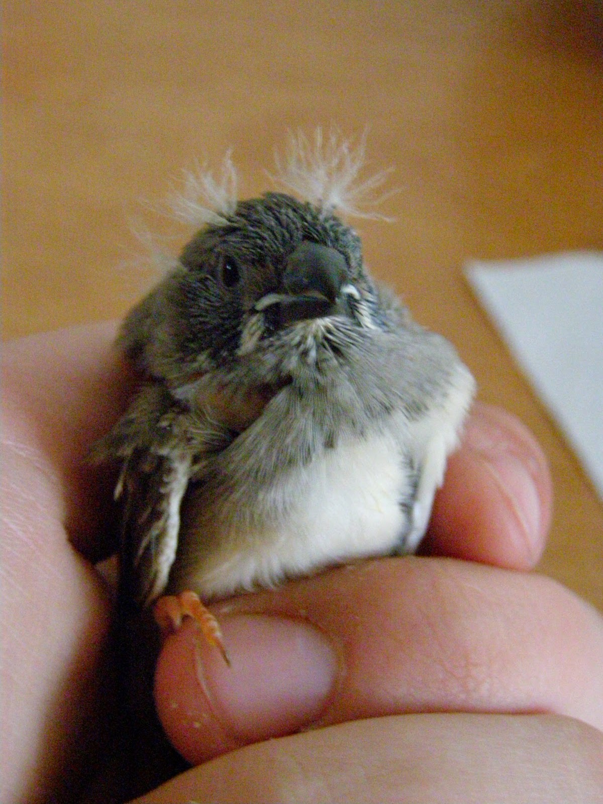 Neposedné ručičky: Zebričky