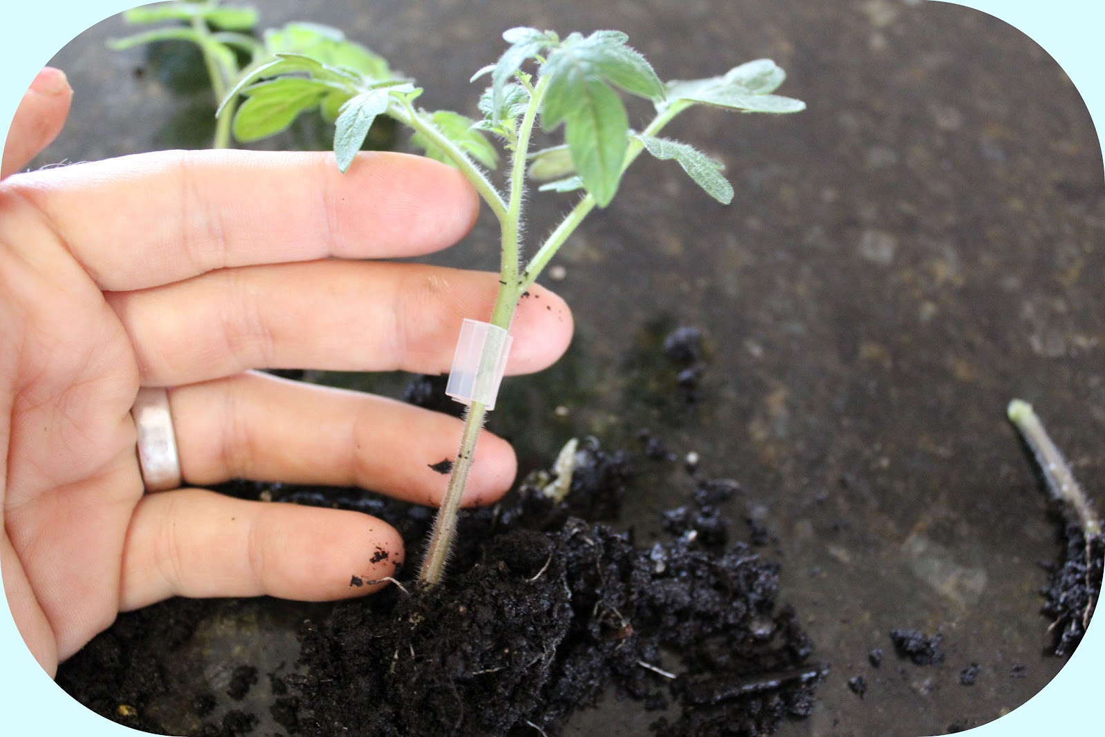Homestead Roots: Grafting tomatoes and peppers onto Maxifort Rootstock