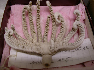 The Echinoblog: Stalked Crinoid Round-Up!