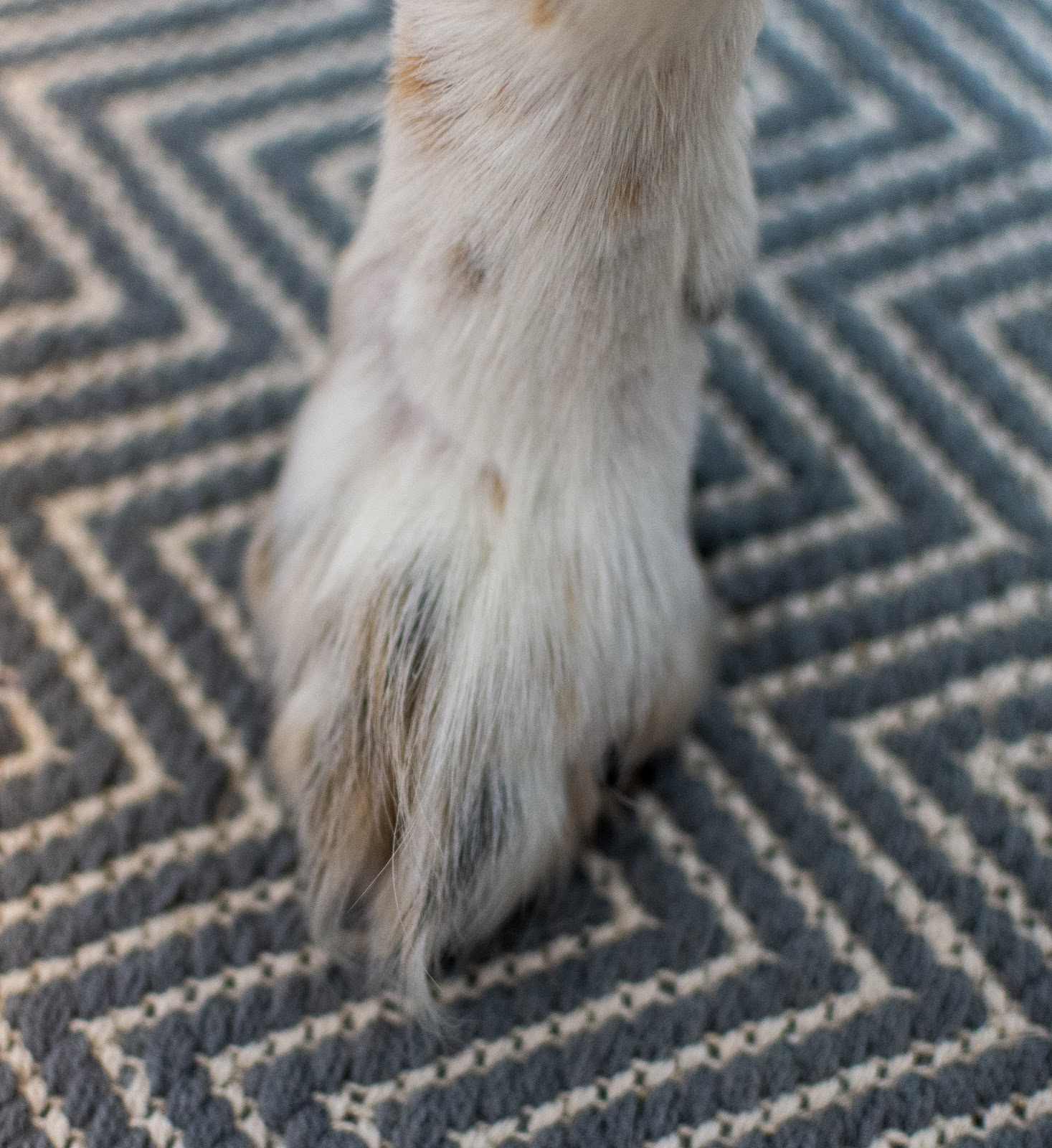 Turvonnut, yli-liikkuva ja naksuva varvas