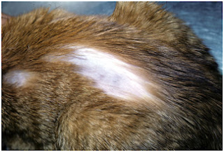 12 PENYAKIT KULIT PADA KUCING PERSIA YANG PENTING UNTUK DIKETAHUI